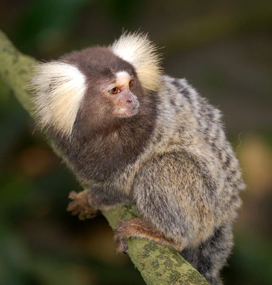 Ecofriendly: White Eared Marmoset