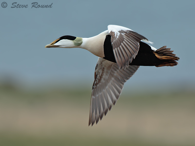 Steve Round Wildlife Photography: Iceland Trip - Eider Ducks