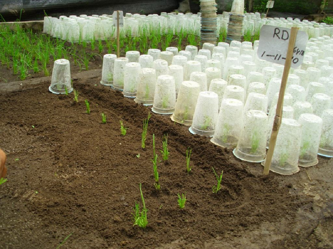 IPA: teknik kultur jaringan