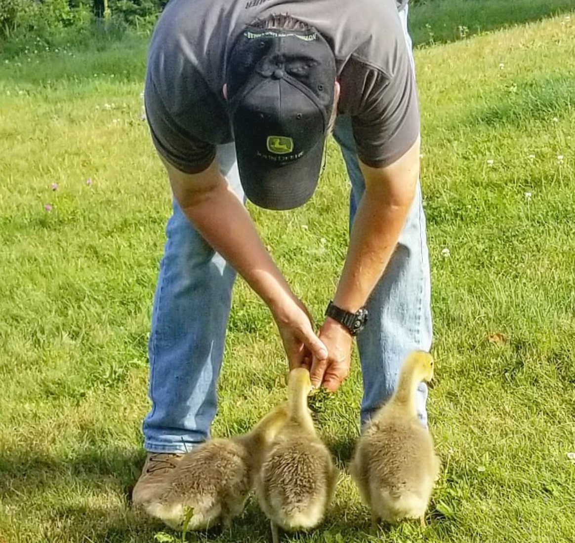 12 Fun Facts about Pet Geese - Fresh Eggs Daily® with Lisa Steele