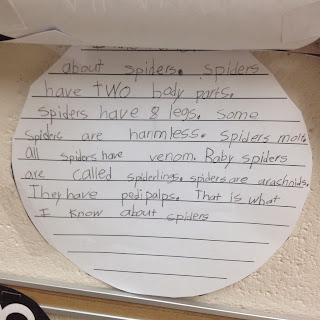 Simply Second Grade: Spider Week! {LOTS of FREEBIES}