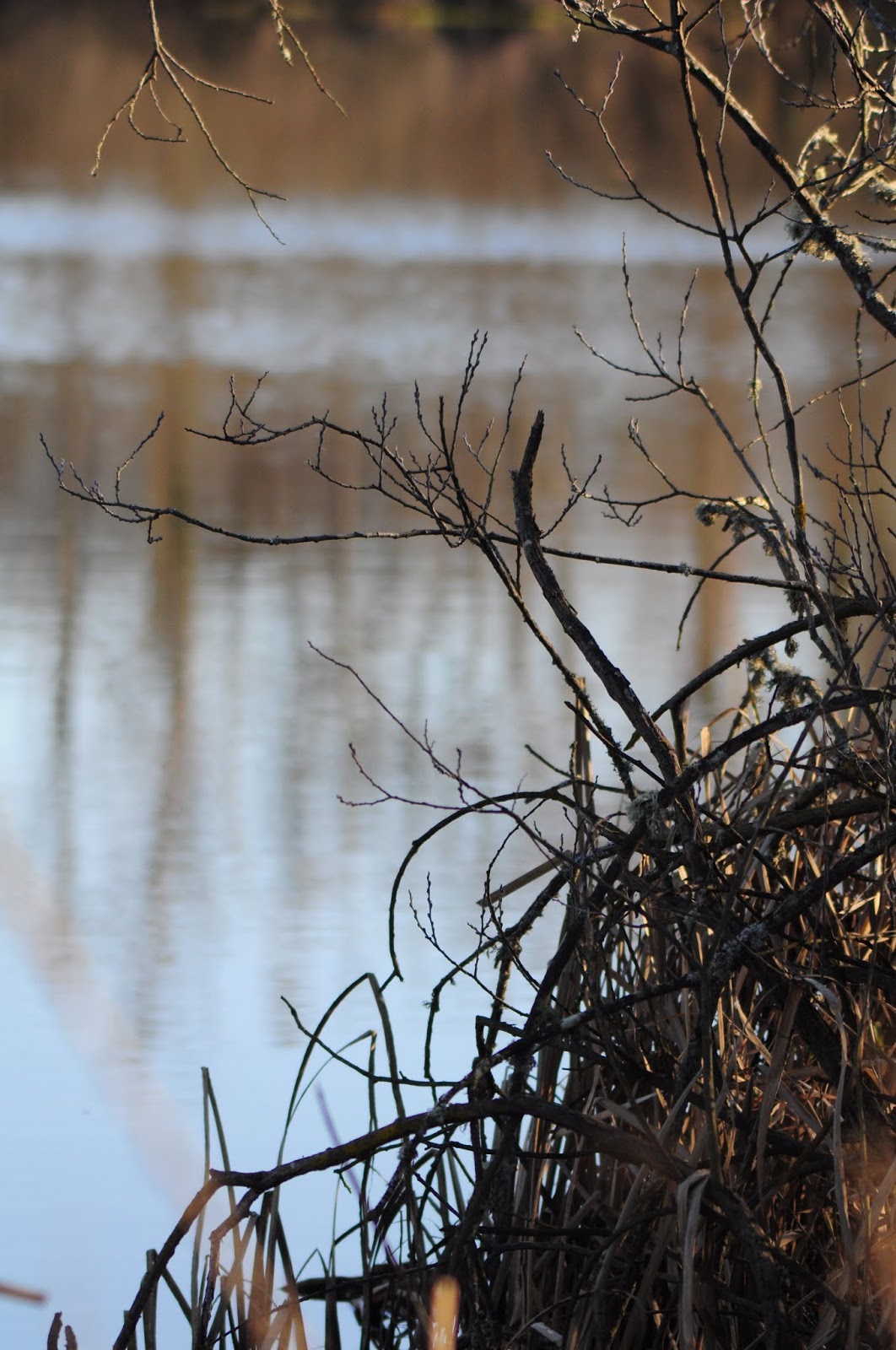 Verín Natural: Censo ibérico de Aguia peixeira invernante 2019