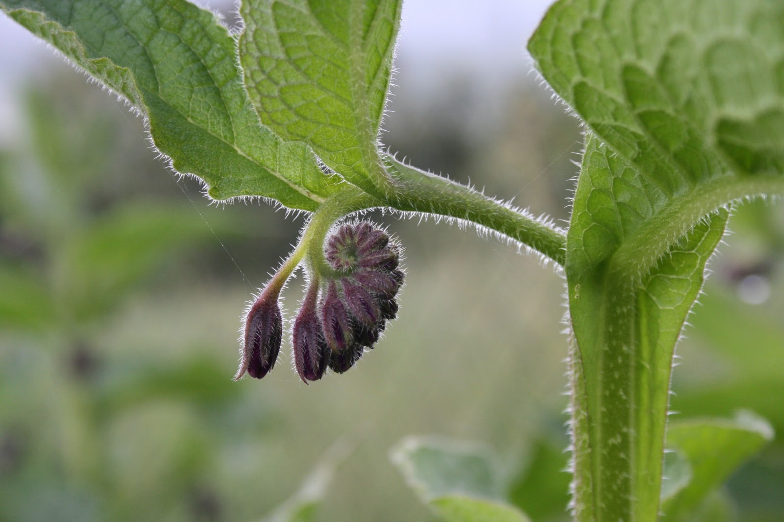 .: La consuelda, ( Sympythum officinale ), el tesoro del jardín.