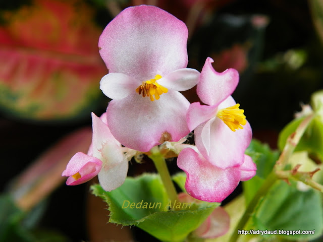 Dedaun Alam: Bunga Part XXVIII