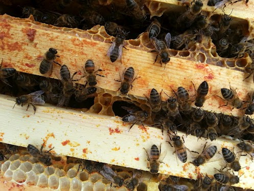 3 Mile Bees: British Black Bees