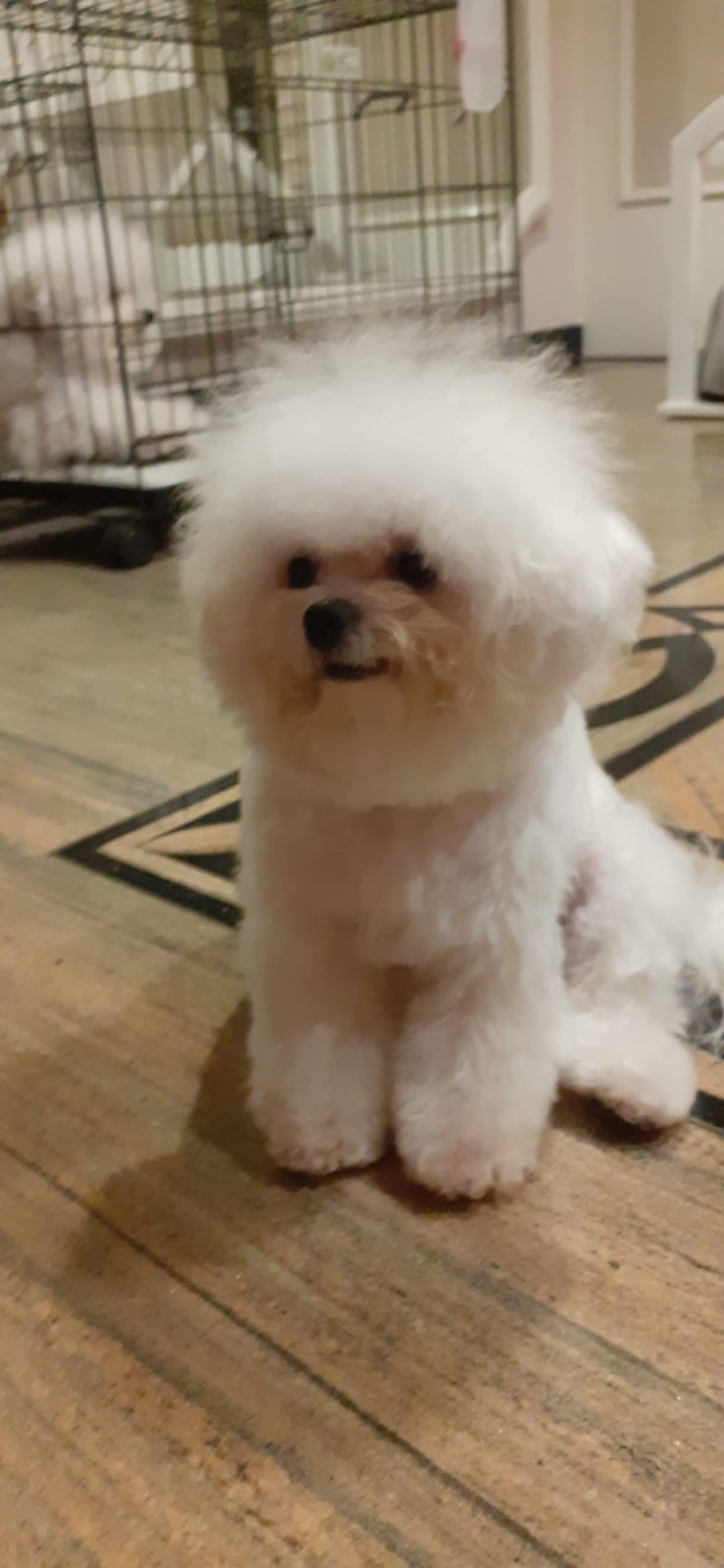 Pet lovers Indonesia: Cara merawat anjing bichon frise agar terhindar ...