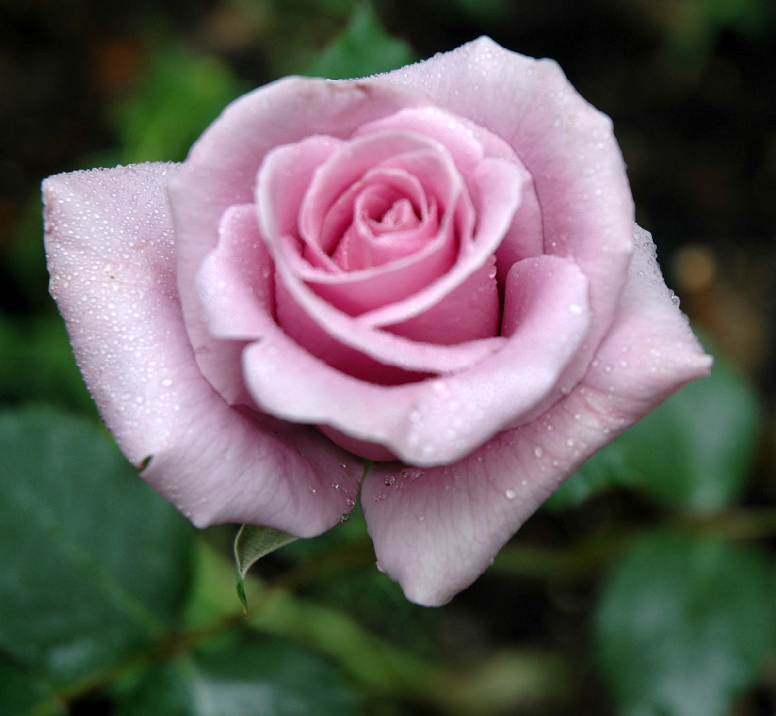 Tin Roof Gardens: A rose by any other name ...