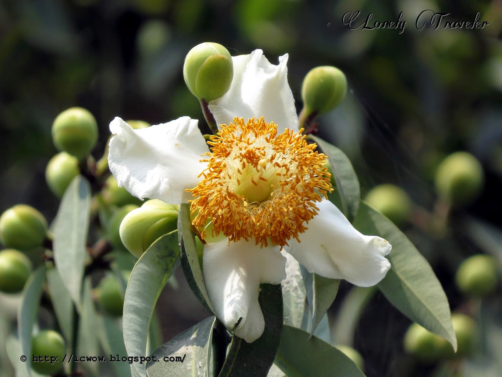 Nagesshor ful (নাগেশ্বর ফুল) - Mesua ferrea