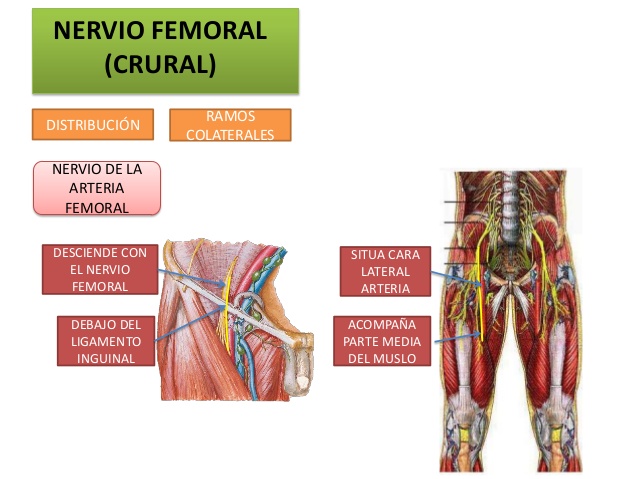 Lesión nervio crural - Cruralgia - indicaciones en casa ~ Fisioterapia