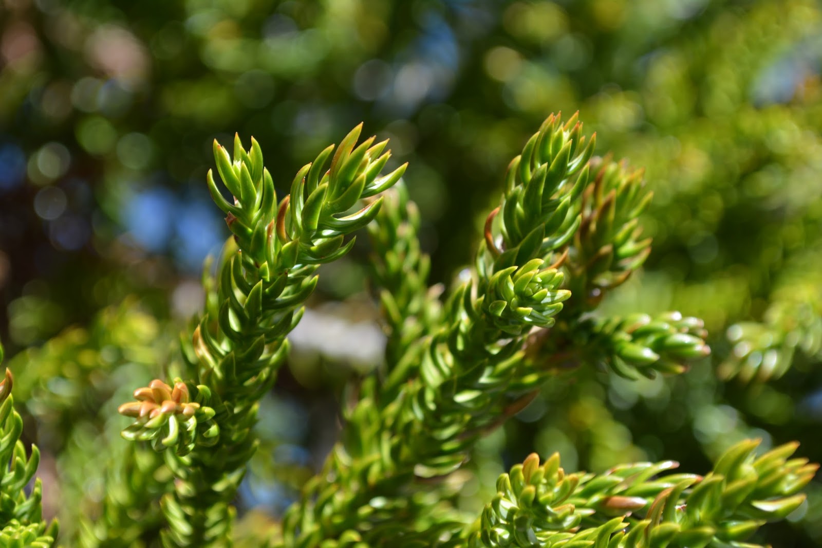Tasmanian Wilderness: Pencil Pine & King Billy Pine
