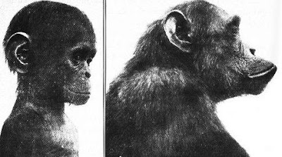 Aryan Anthropology: The Profile View