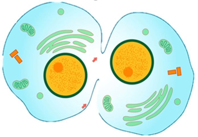 La Ciencia en la Salud: Ciclo celular, interfase, mitosis y apoptosis