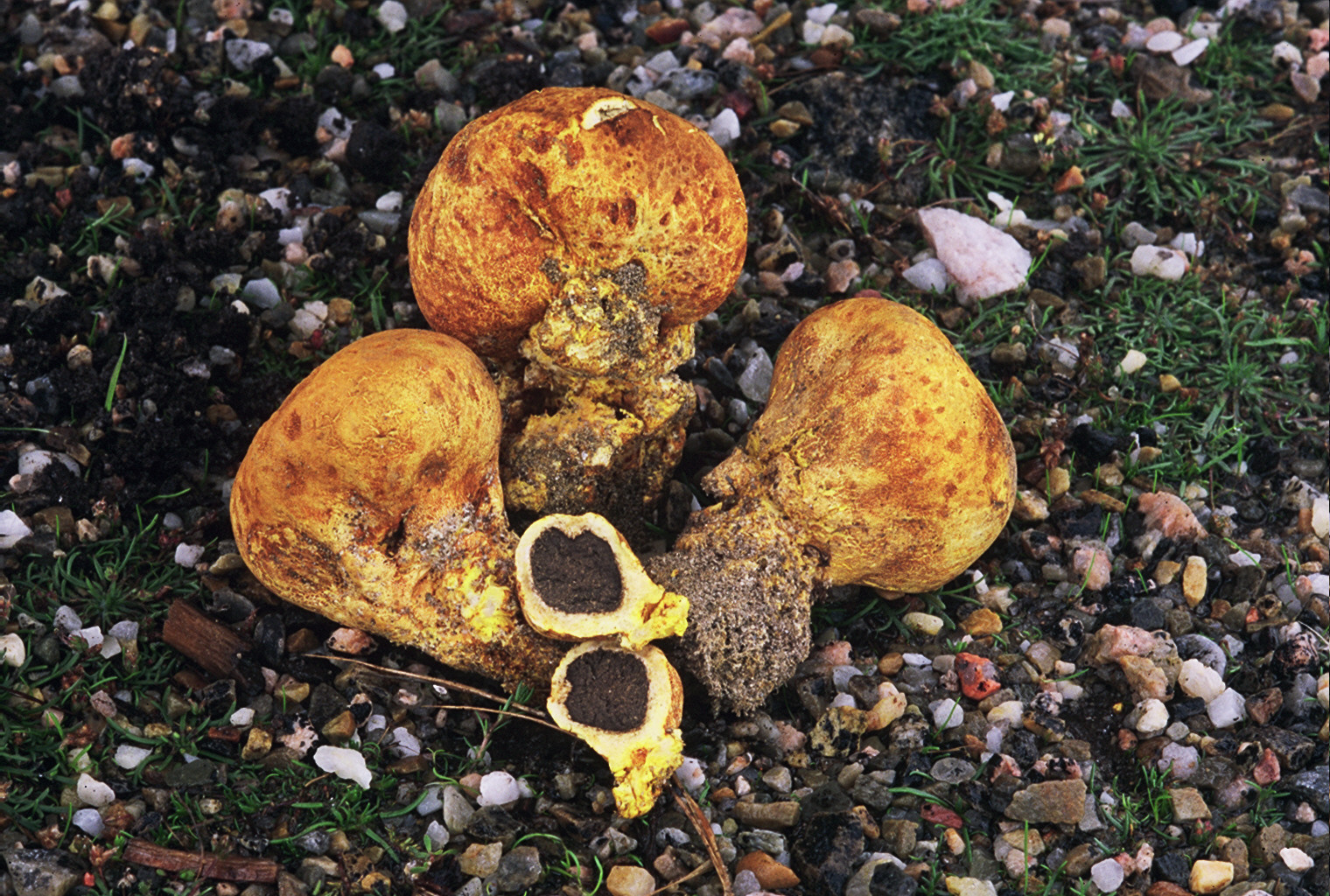 FUNGOS DE GALLAECIA Y NORTE DE LUSITANIA: LOS GASTEROMYCETES EPIGEOS