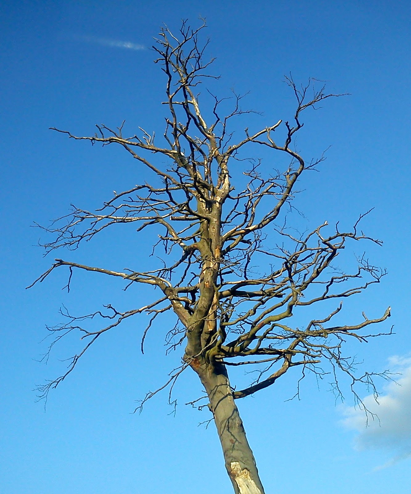 impossible songs: Ghost trees