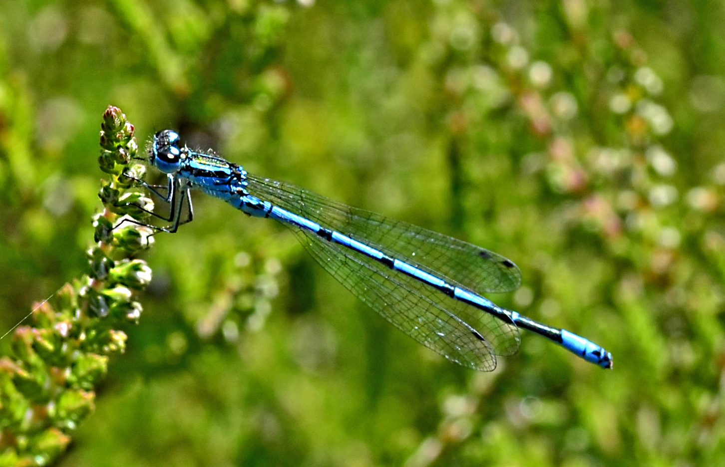 Alan James Photography : Narrow-winged damselflies