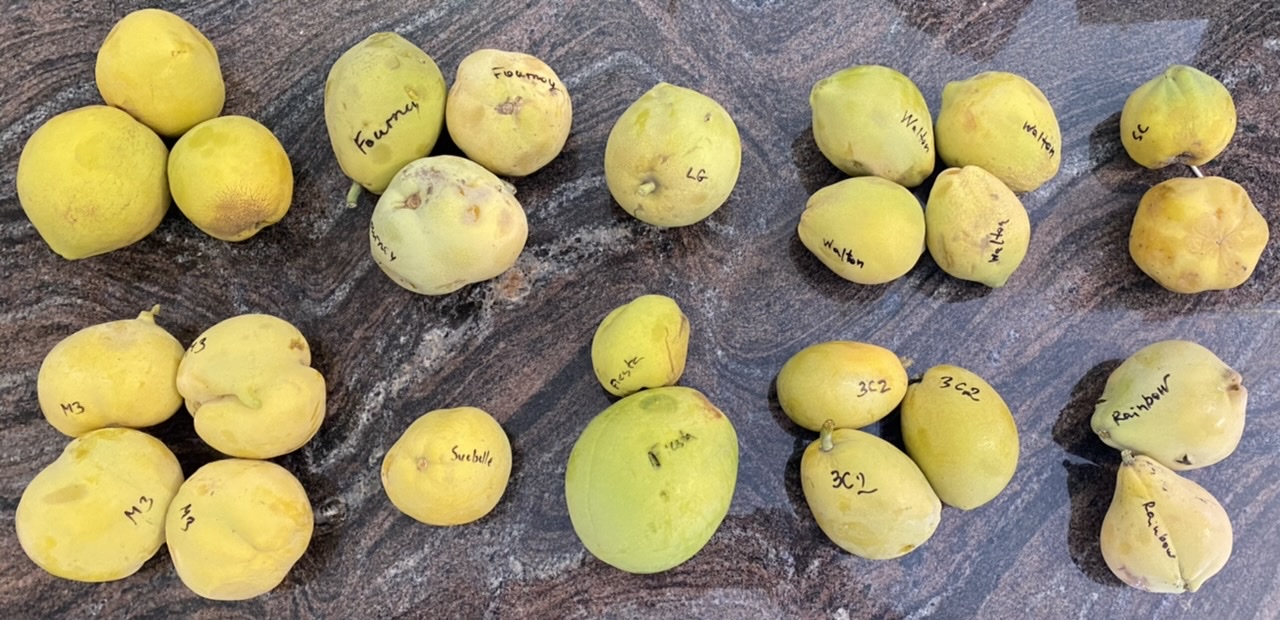 Gardening : A tasting of ten white sapote cultivars