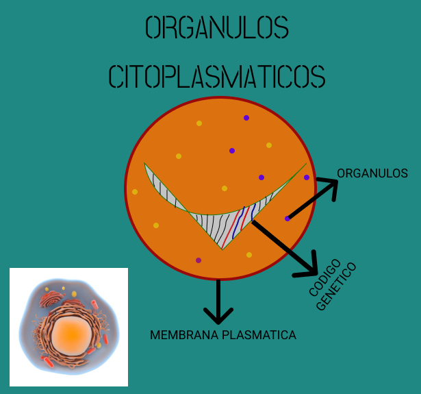 Los orgánulos ¡Lo que necesitas saber!