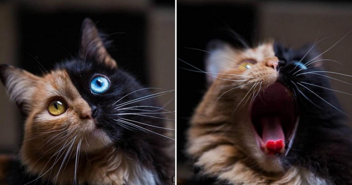 Meet The ‘Chimera’ Kitten, Probably The Most Adorable ‘Accident’ That ...