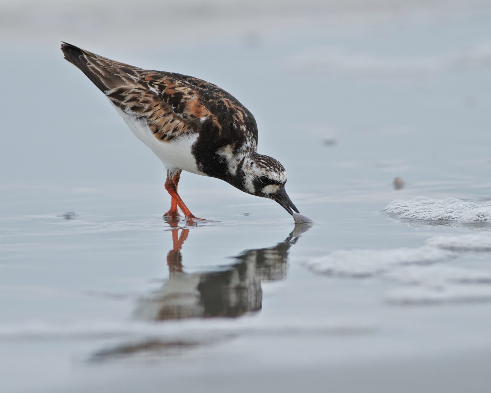 RUDDY COLORED: Altering Script in the Face of Science - Culture, Race ...