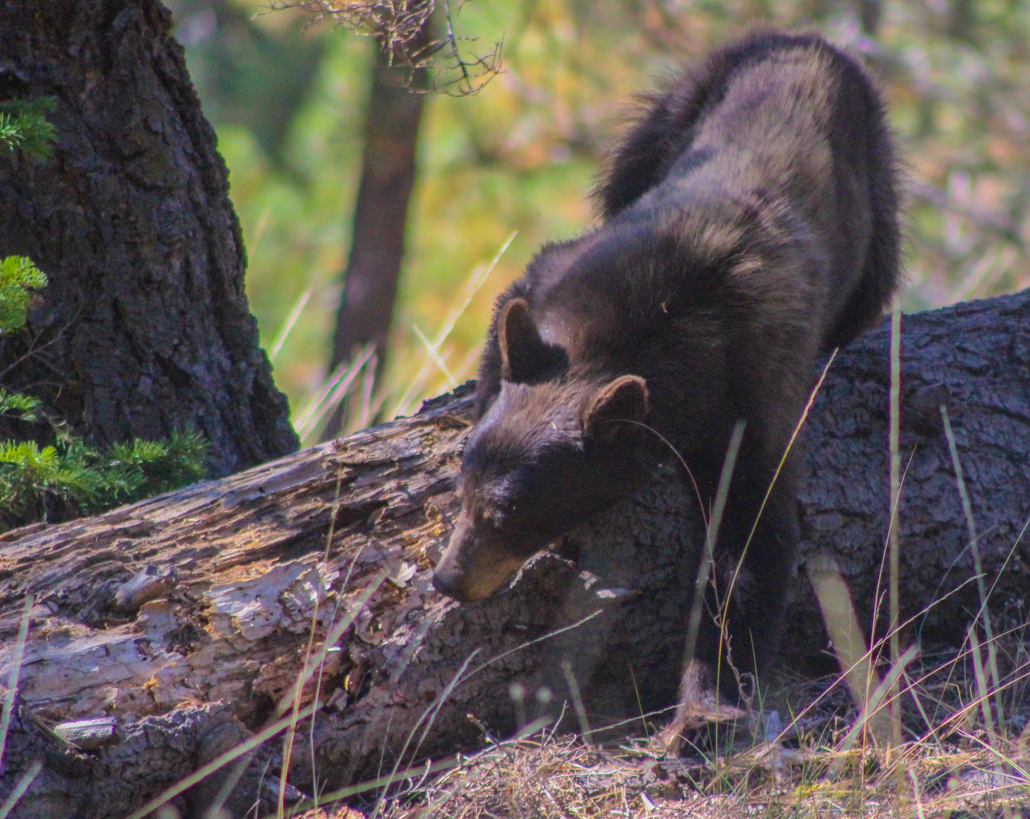 Cannundrums: California Black Bear