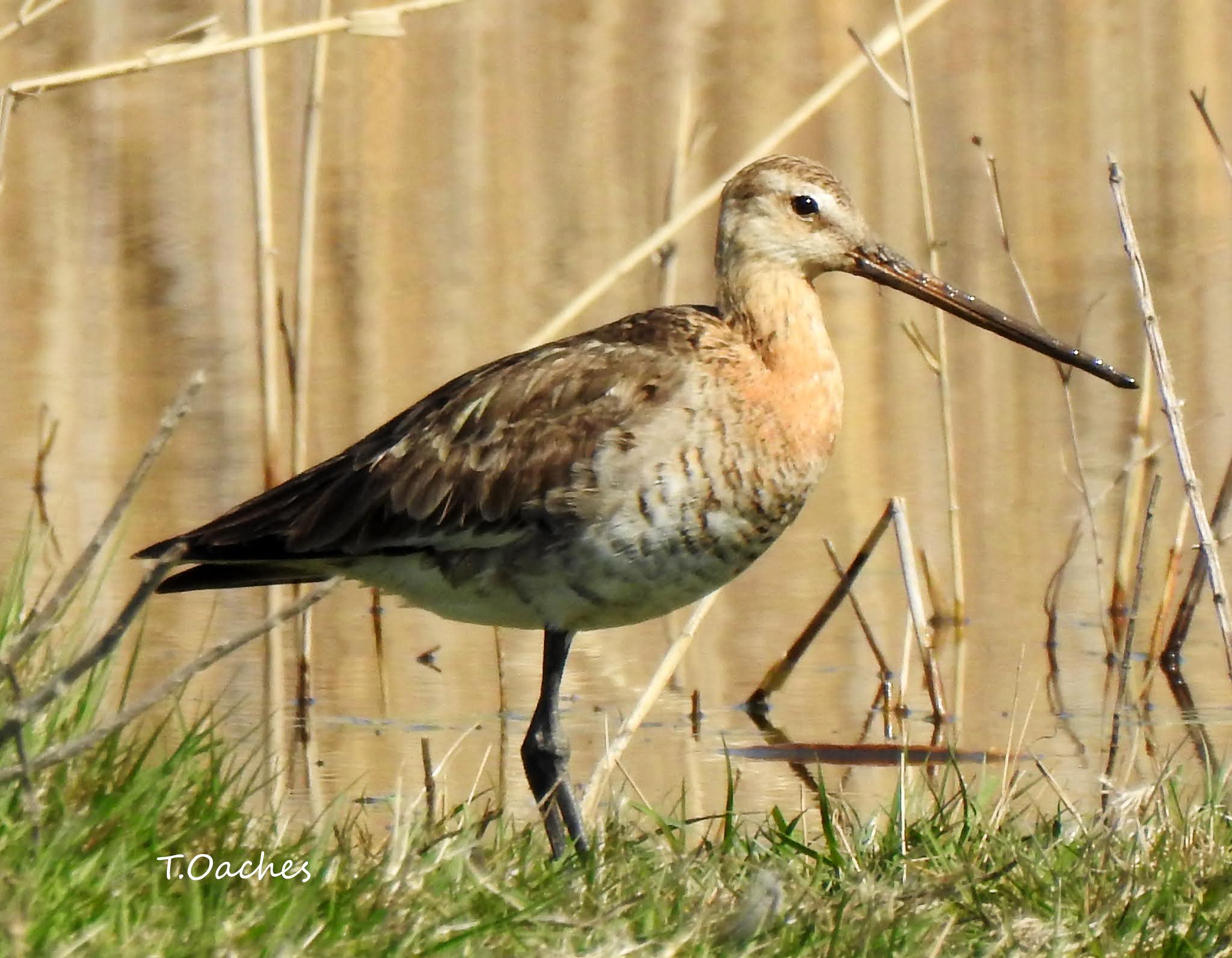 PASARI DIN ROMANIA: SITAR DE MAL, Limosa limosa