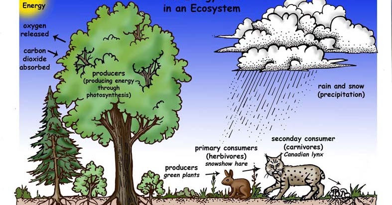 Detail And Significance Of Food Web And Nutrient Cycling In An detail-and-significance-of-food-web-and-nutrient-cycling-in-an