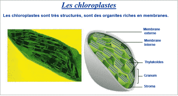 Les chloroplastes et la photosynthèse | Bio faculté
