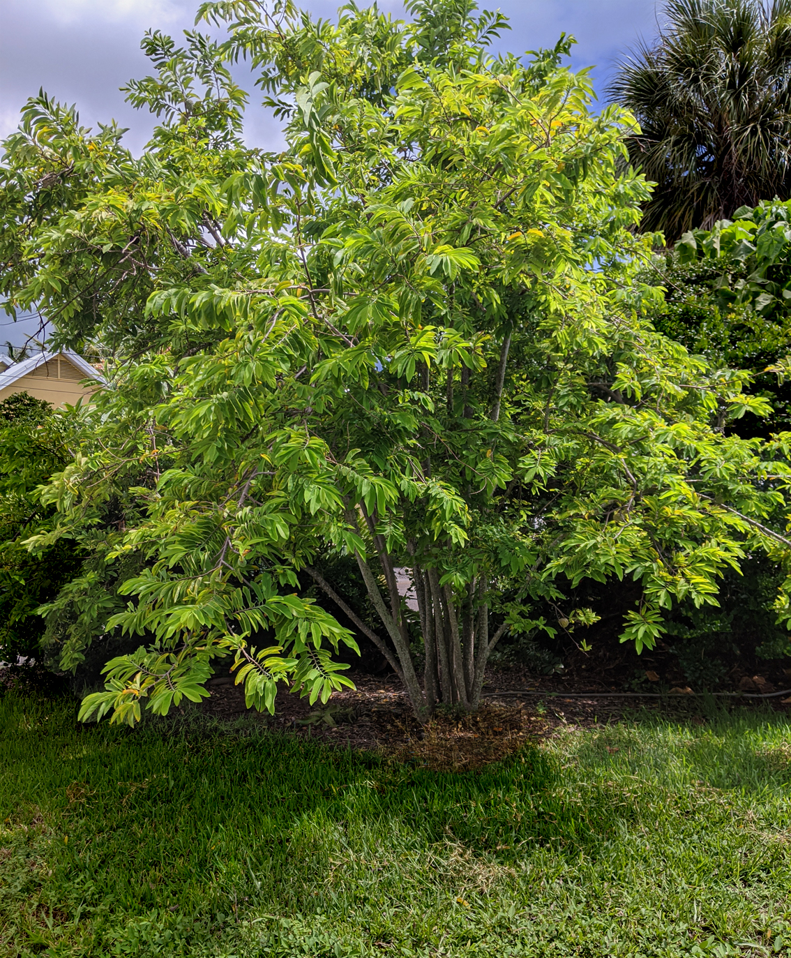 Sugar Apple Tree