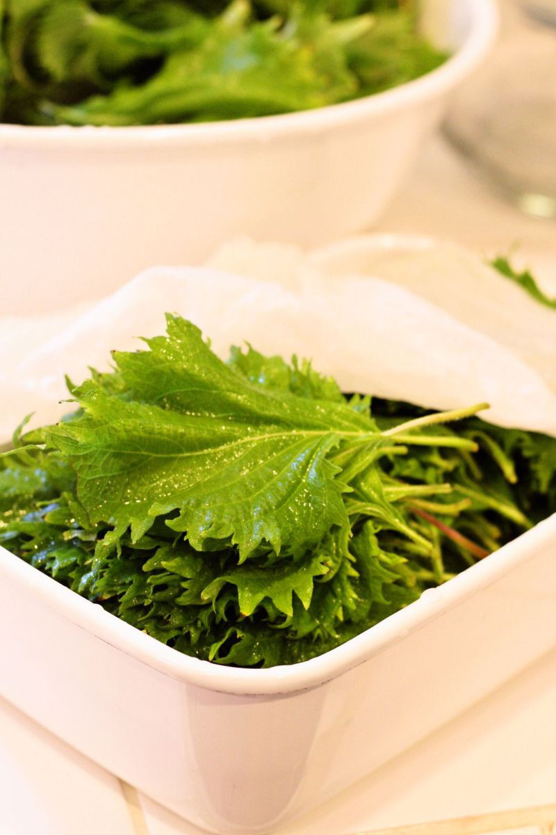 Perfectly imperfect : Salted Shiso Leaves
