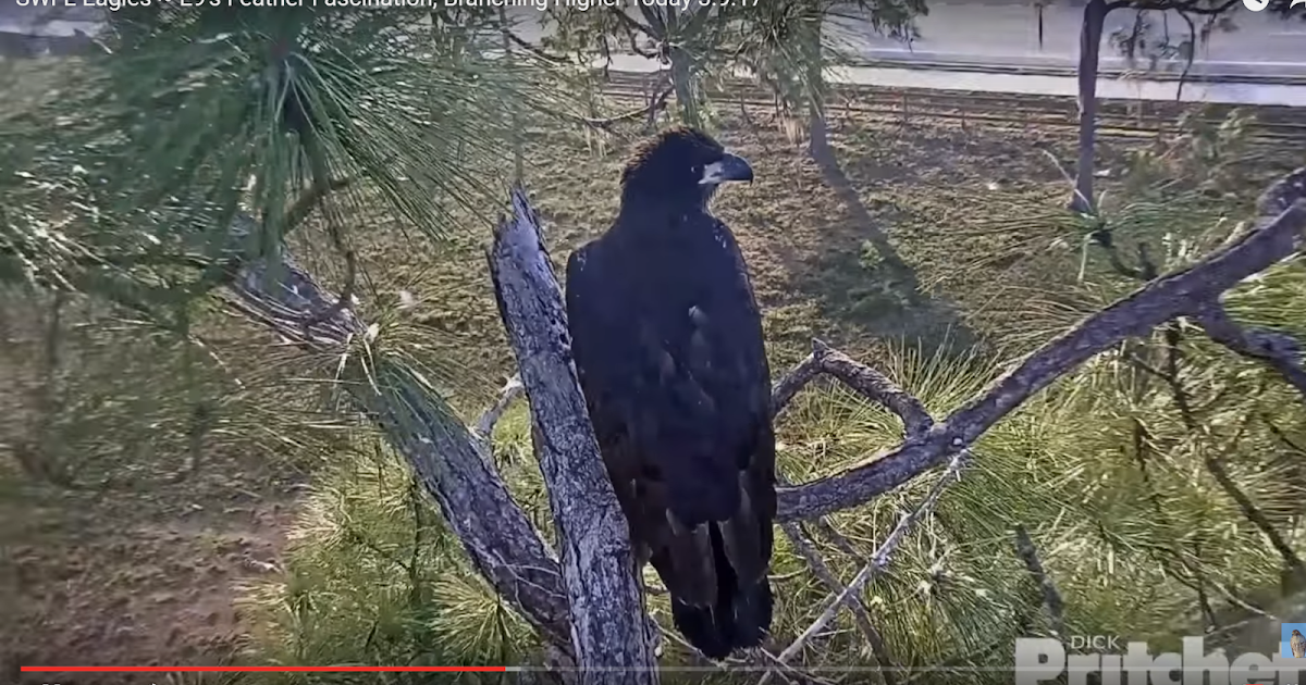 What is the purpose of this branch