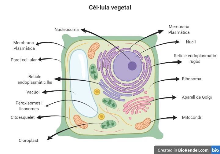 Ciències Naturals i Tecnologia: La cèl·lula eucariota