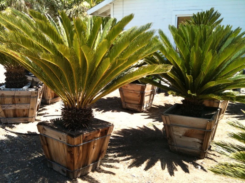 Gregory Palm Farms : Gregory Palm Farms • Sago Palm • Cycas Revoluta ...
