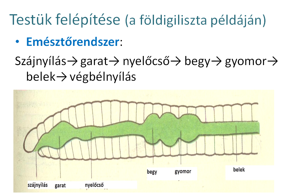 BIO-LOGIA: GYŰRŰS FÉRGEK általános tudnivalók