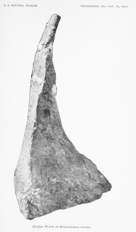 Equatorial Minnesota: Hoplitosaurus