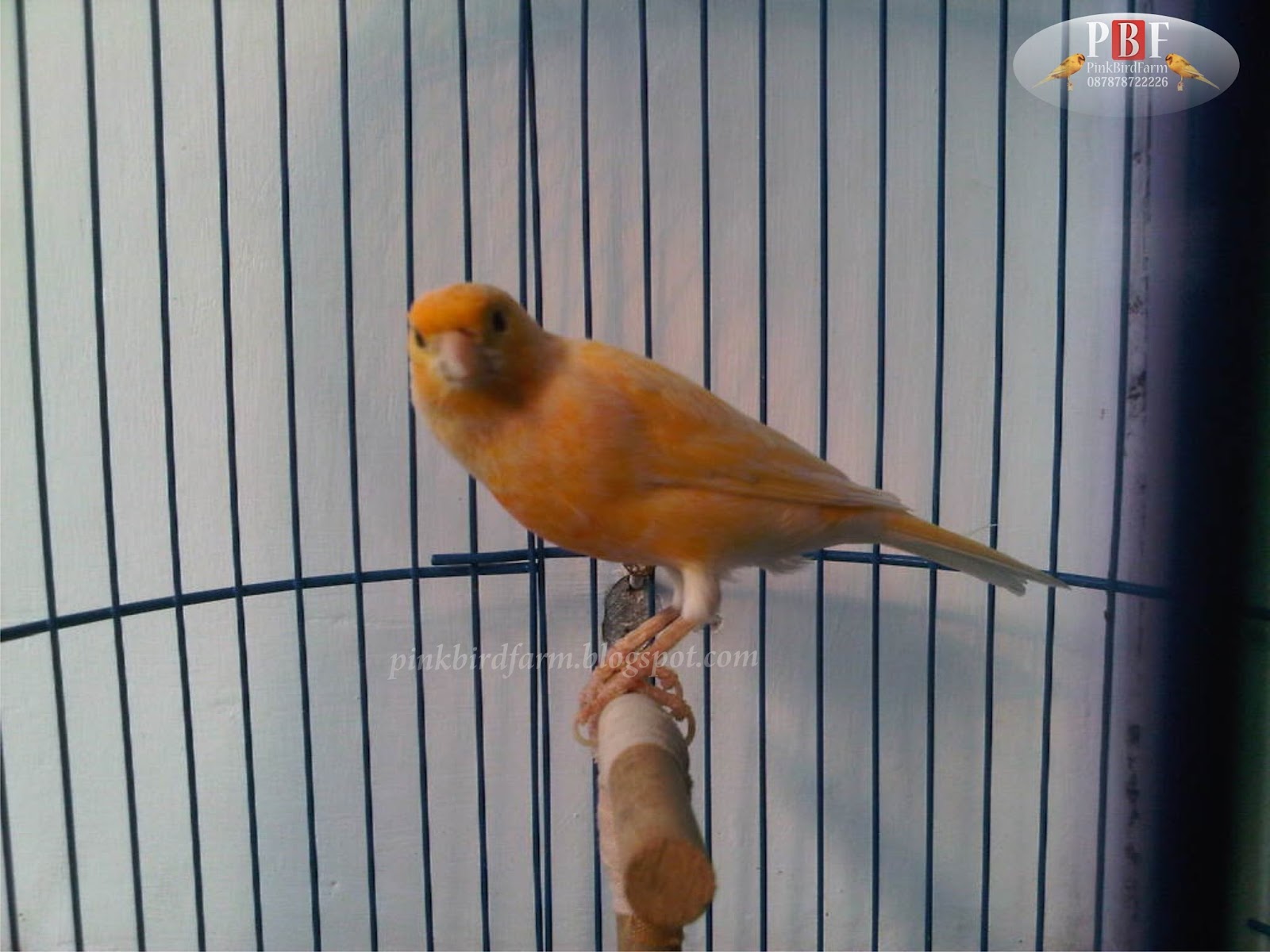 KENARI SUNKIST | PINK BIRD FARM