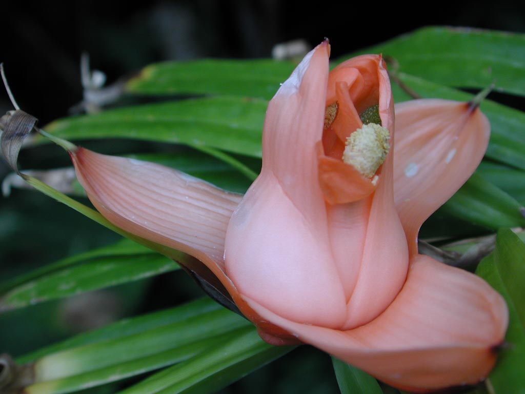 The Phytophactor: Friday Fabulous Flower - a screwpine