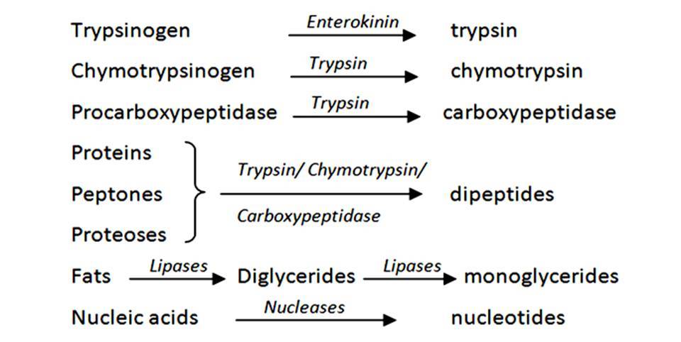 Digestion and Absorption