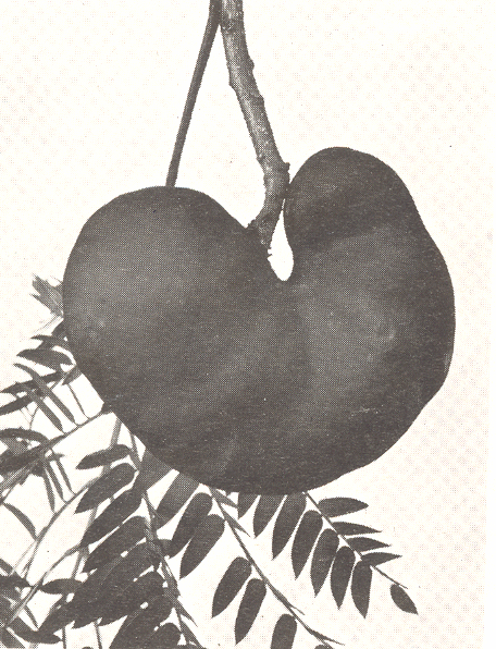 LA TIERRA Y SU GENEROSIDAD: TIMBO (Enterolobium contortisiliquum)