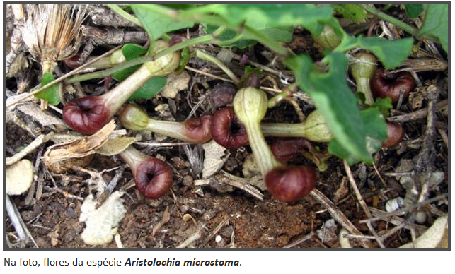 Cientistas descobrem flor que cheira como um inseto morto para atrair ...