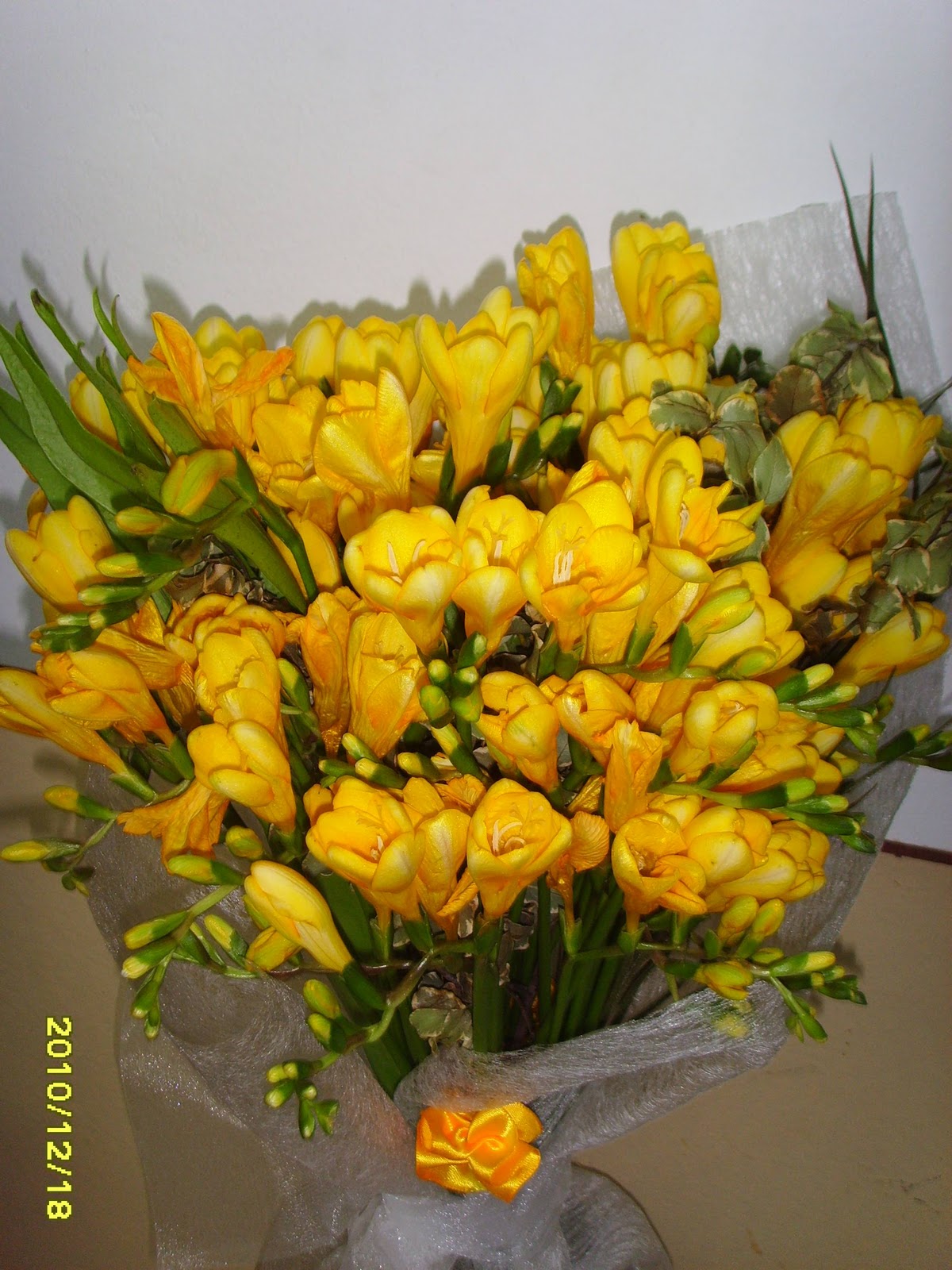 ROGVAIV: frezii galbene ;)