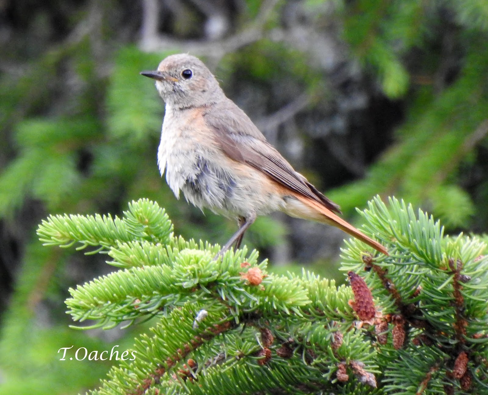 PASARI DIN ROMANIA: CODROSUL DE PADURE (1), Phoenicurus phoenicurus