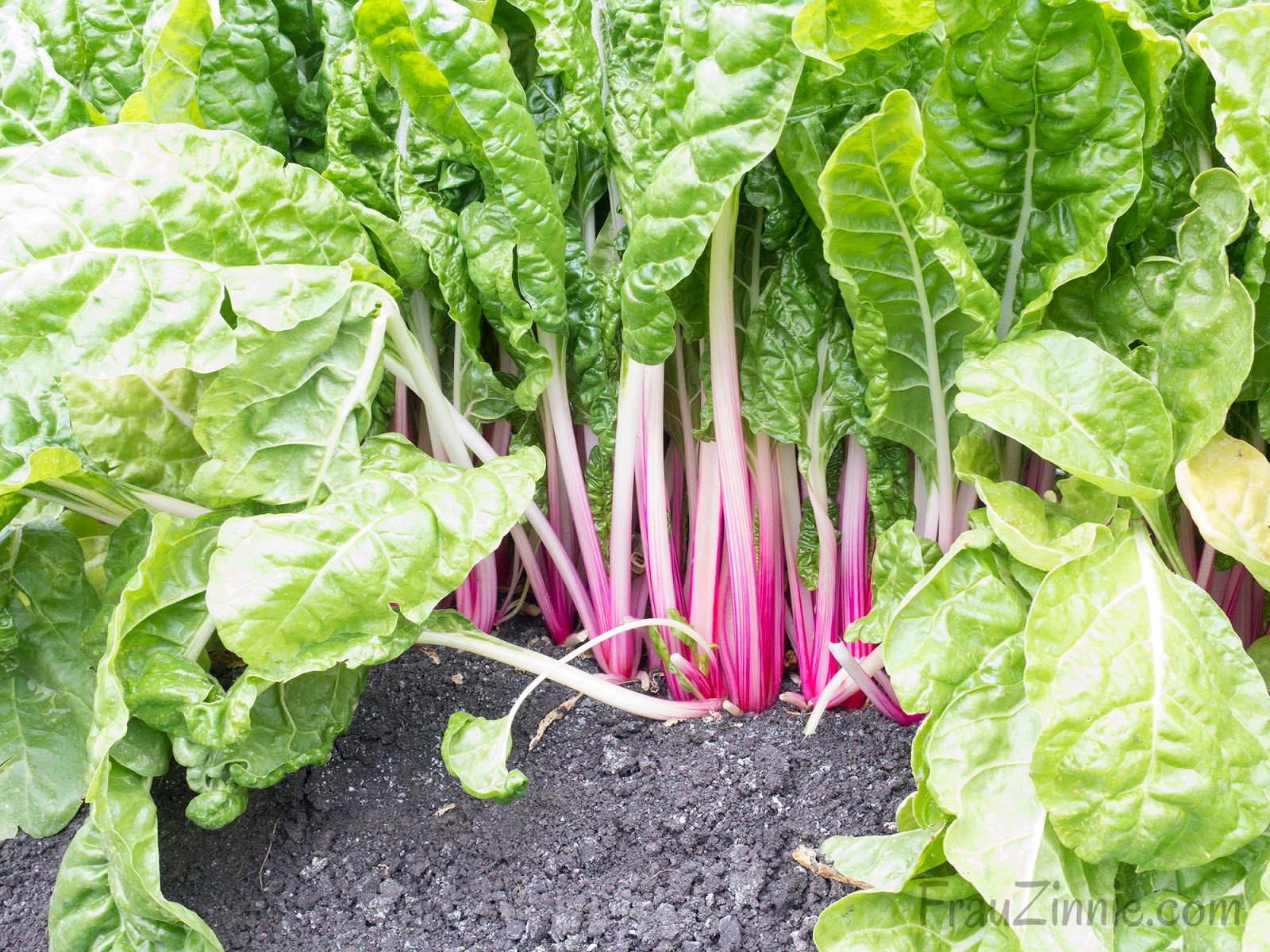 Edibles you can start in July | Frau Zinnie