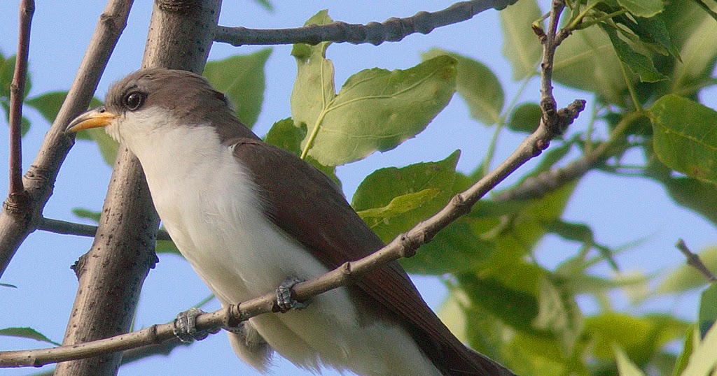 YELLOW-BILLED CUCKOO