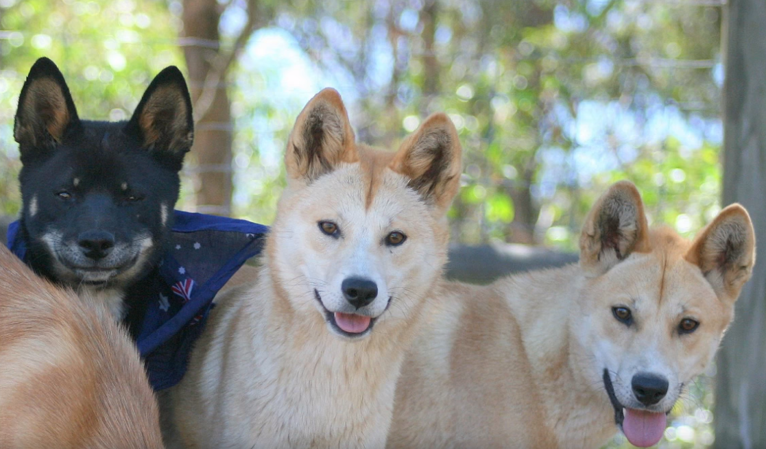 Southeast Asian and Polynesian Wolf: The Colonizing of regions across ...