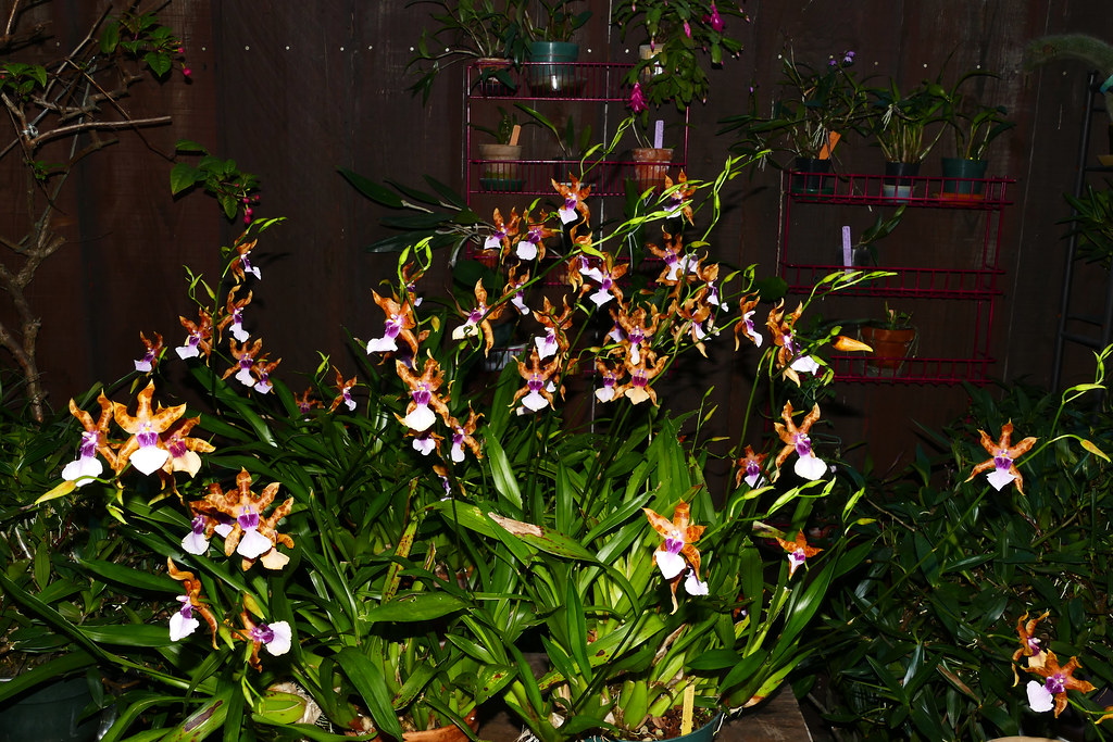 Miltonia orchid plant care and culture | Travaldo's blog