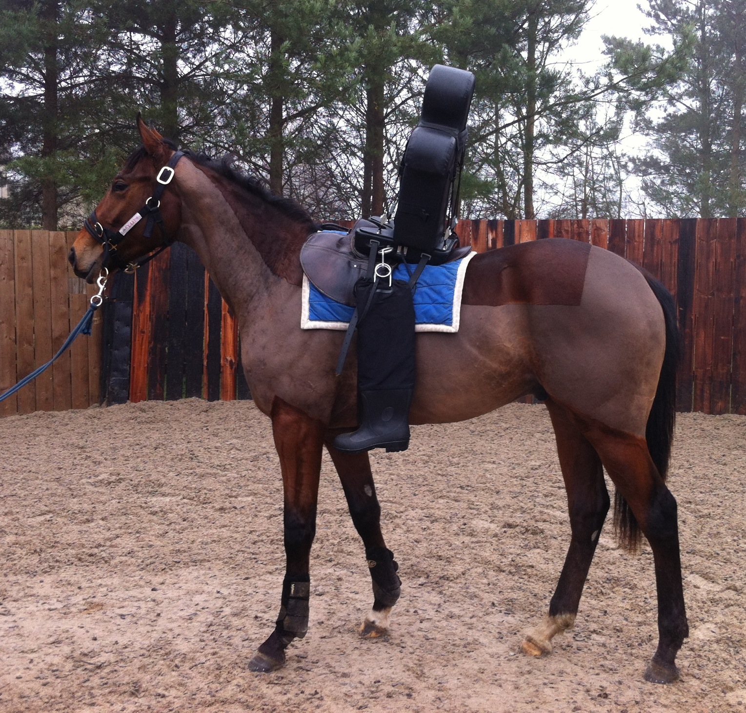Thoroughbred market: HIP # 28 Shares available for Mr. Comway