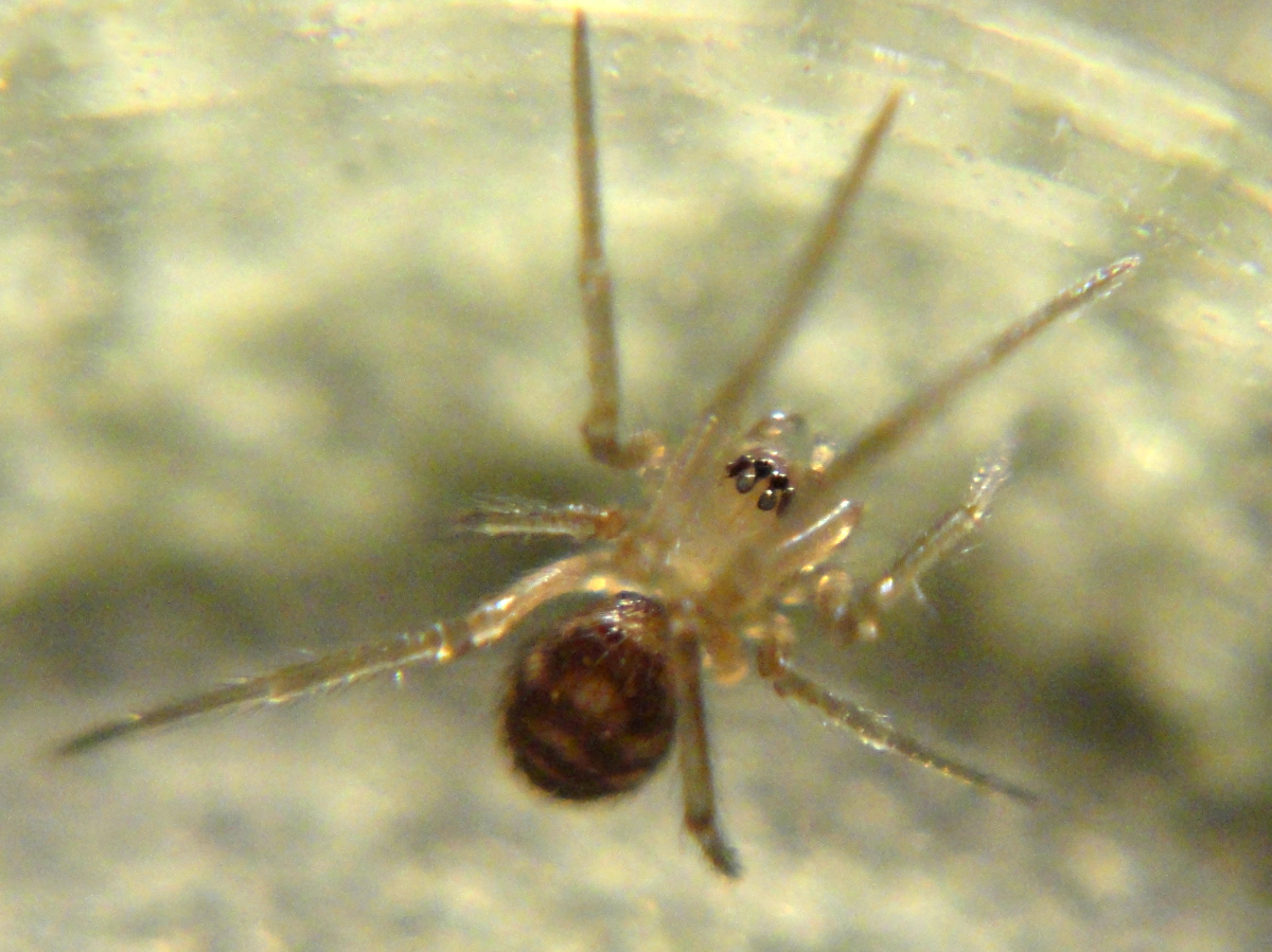 Wanderin' Weeta (With Waterfowl and Weeds): Brainy dust