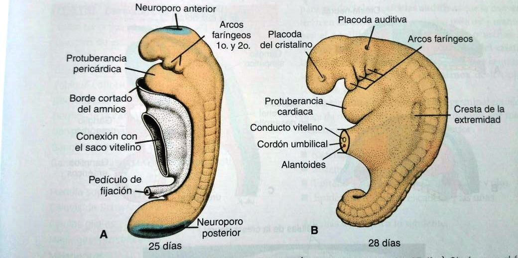 Sistema nervioso embrionario