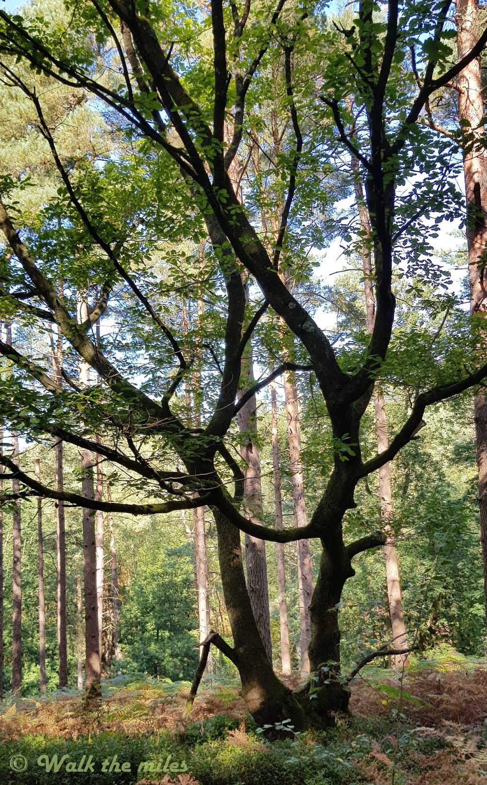 Walk the miles: Winterfold Forest