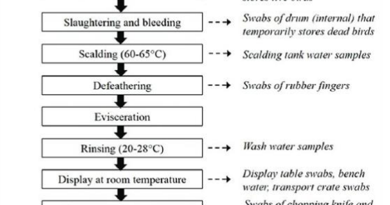 Flow diagram of poultry processing in wet markets